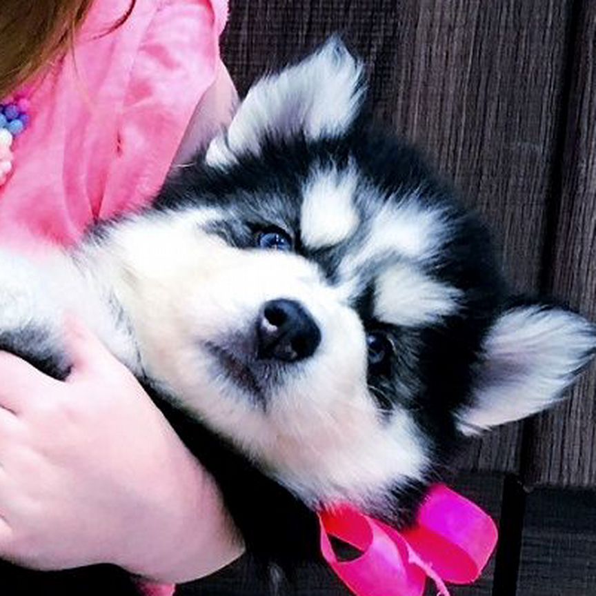 Хаски для Вас щенки