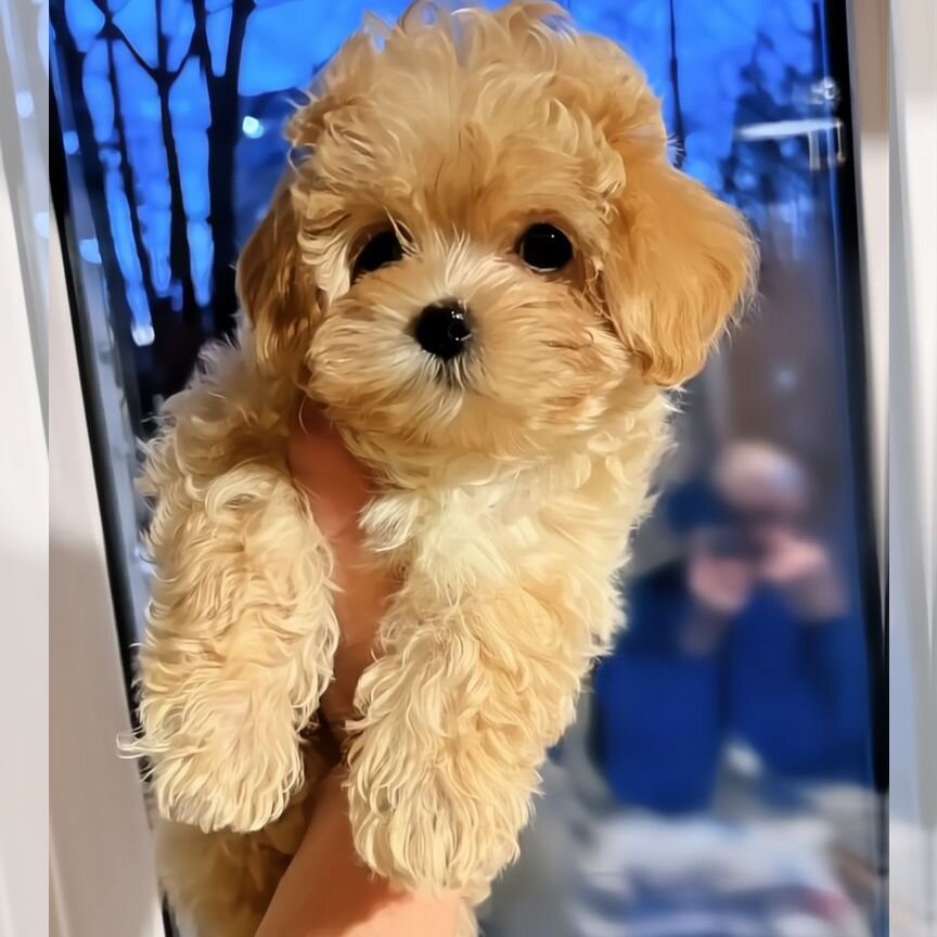 Мальтипу, щенок