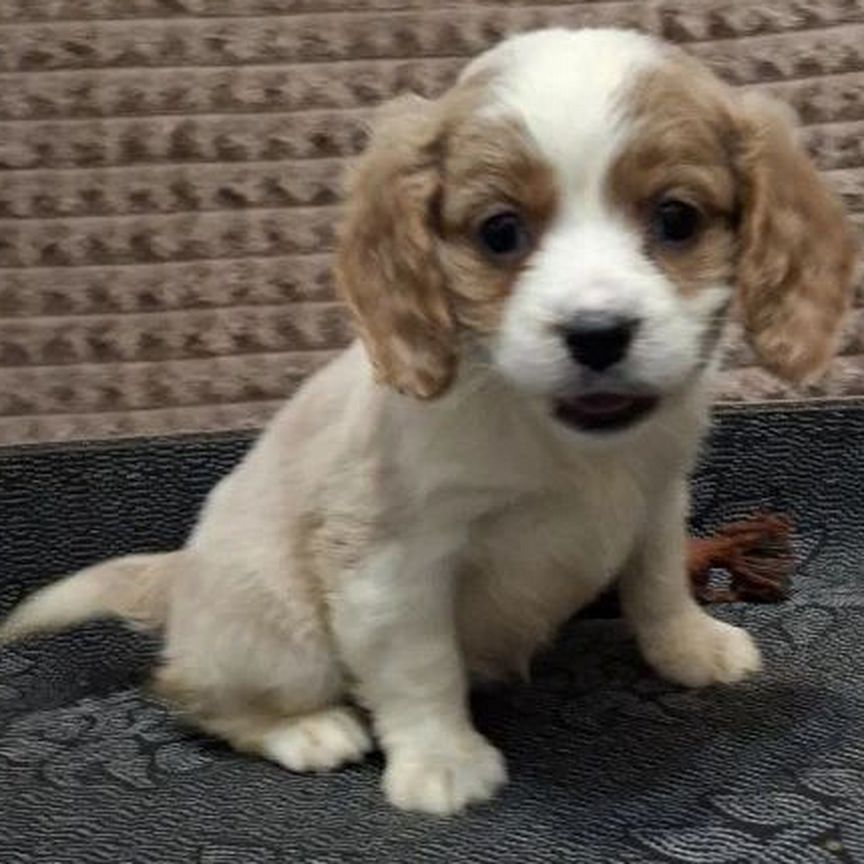 Кавалер кинг-чарльз-спаниель, щенок