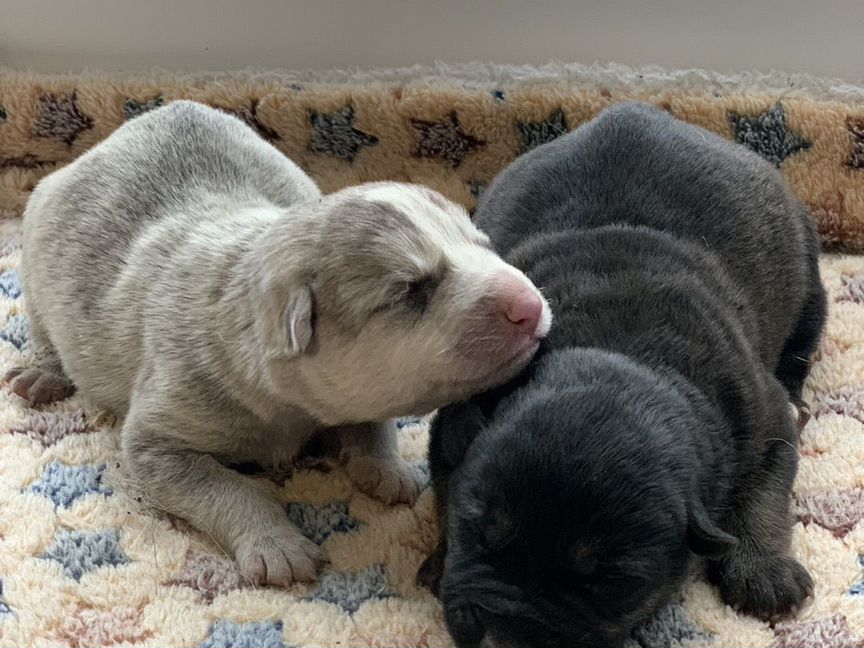 Щенок в добрые руки