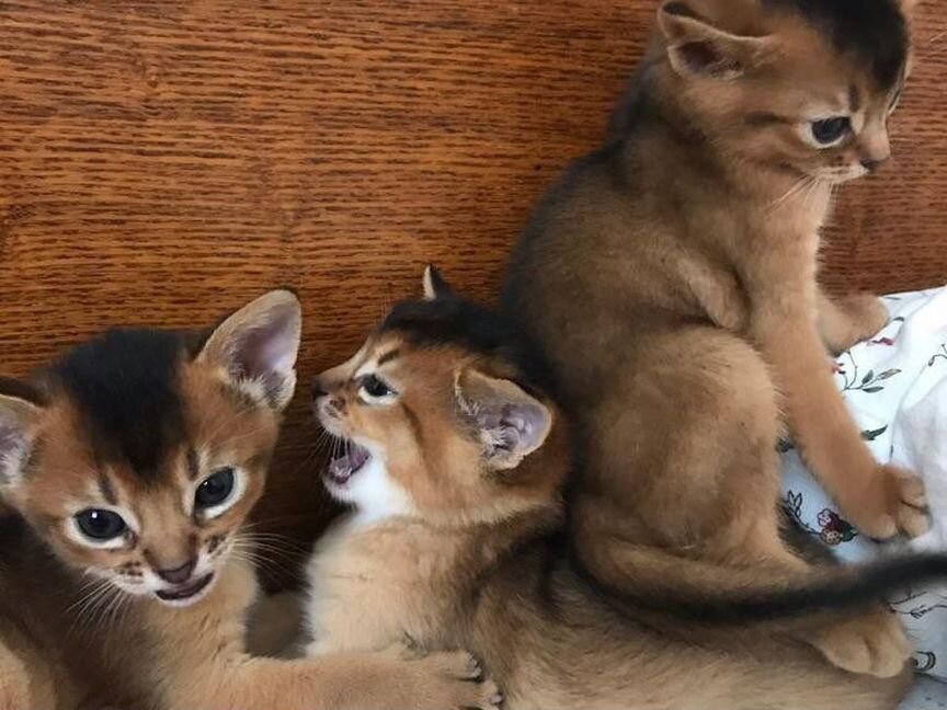 Абиссинские котята