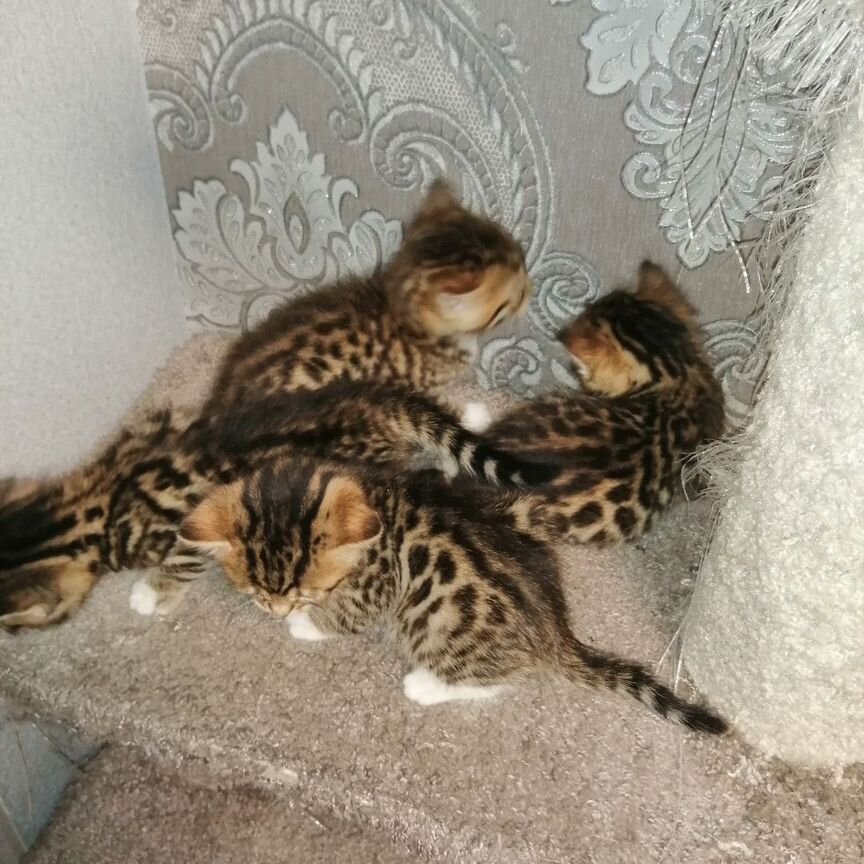 Бенгальская