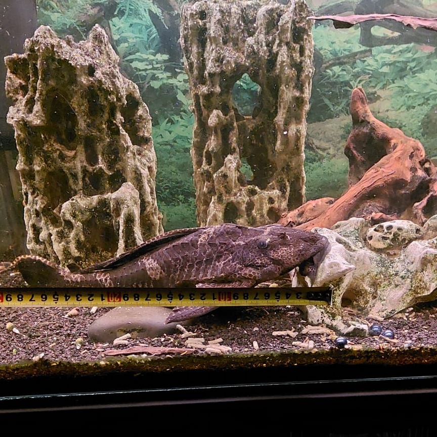 Парчовый птеригоплихт, крупный сом 30 см