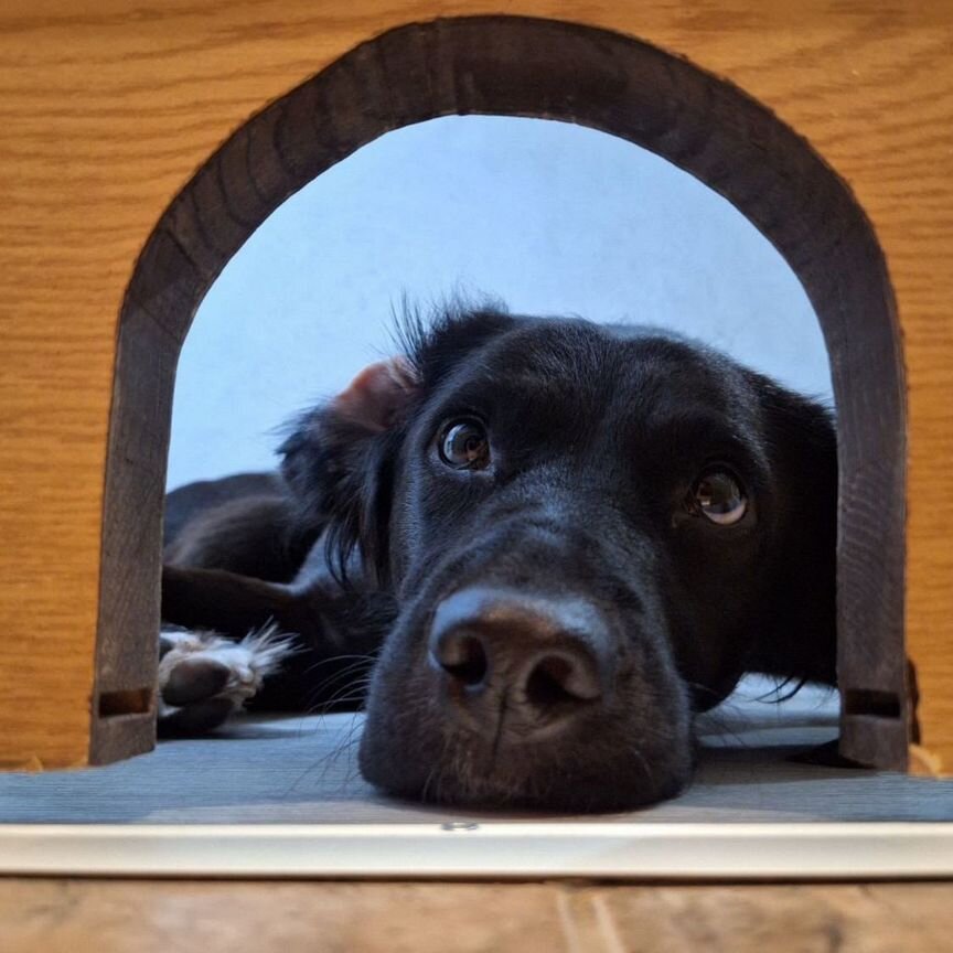 Собака в добрые руки