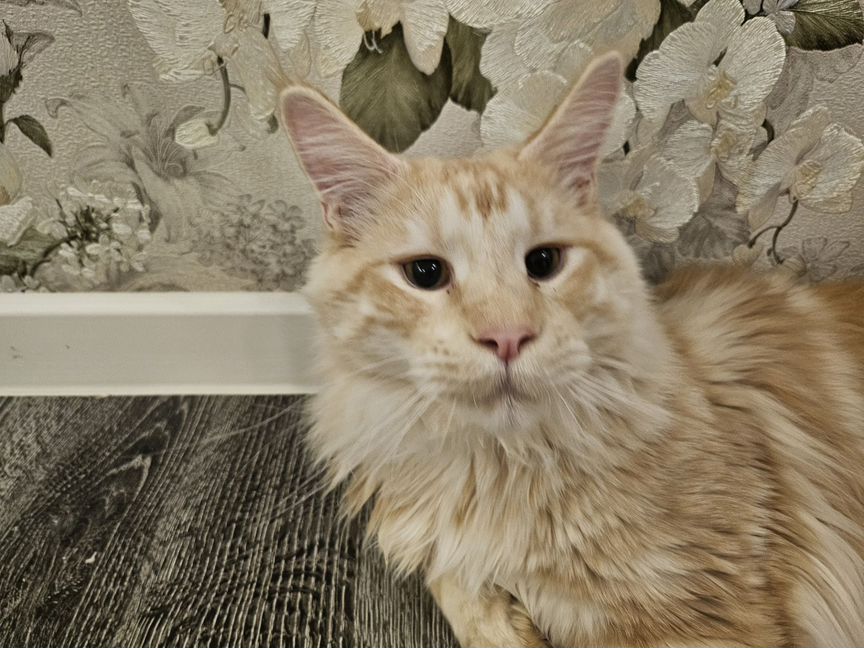 Отдам мейн-кун