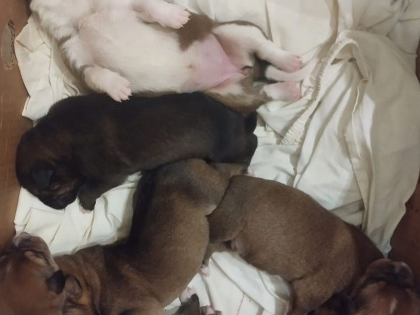 Собака стаффорт, щенки