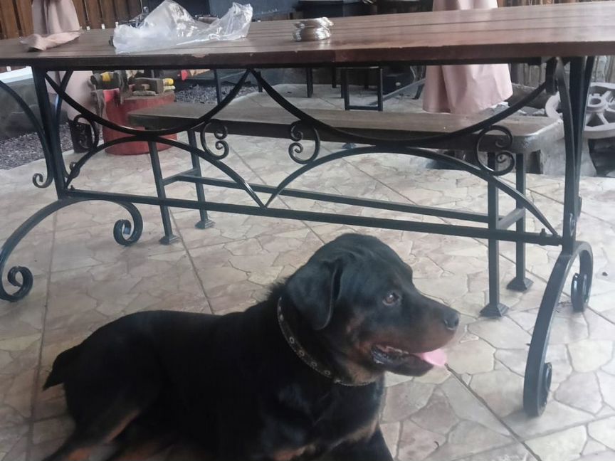 Вязка ротвейлера