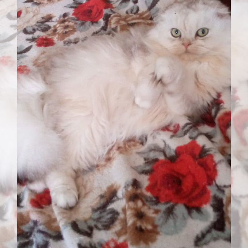 Отдам невская маскарадная кошка