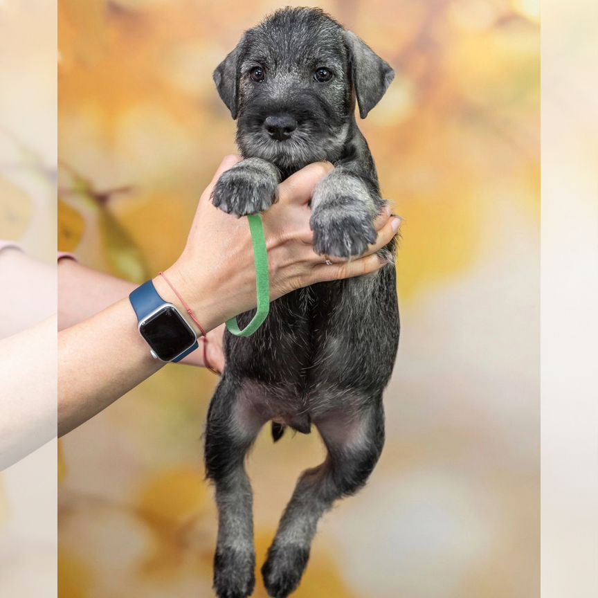 Щенок миттельшнауцера окраса перец с солью