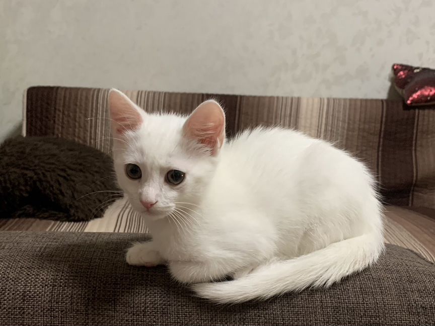 Белые комочки счастья