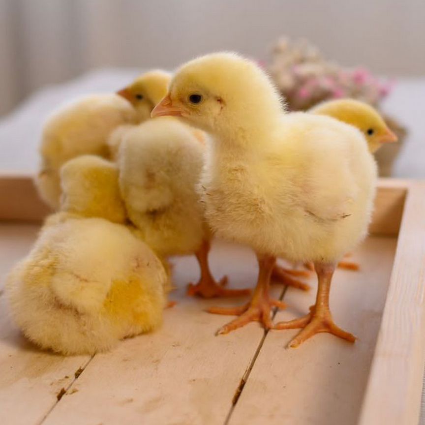 Цыплята бройлеры