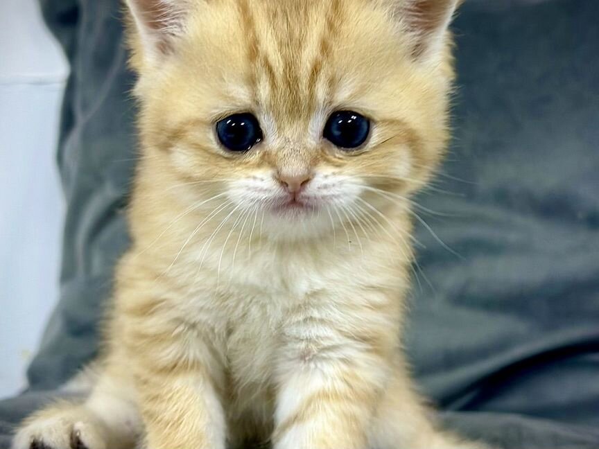 Элитный Шотландский котенок
