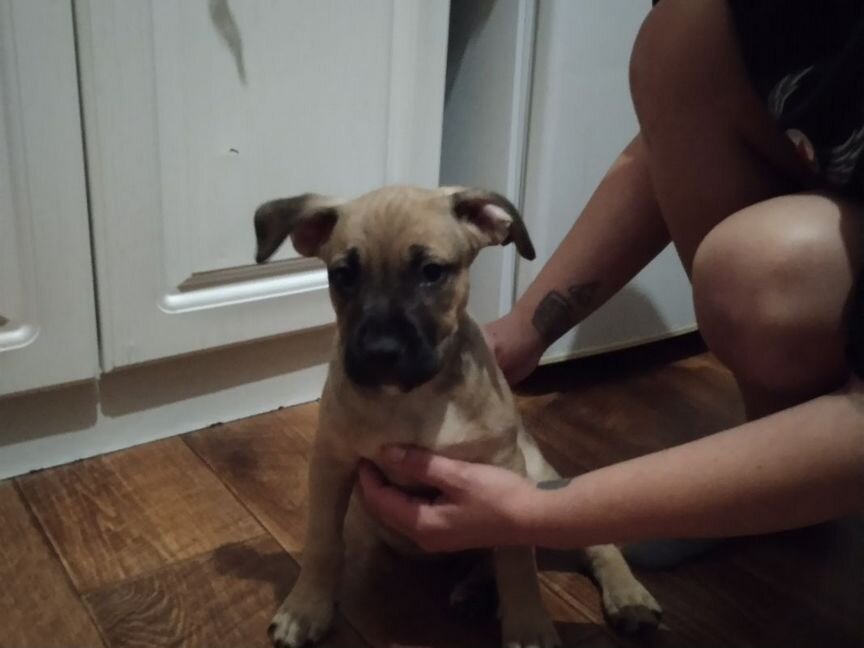 Стаффордширский терьер щенок