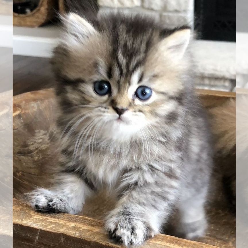 Сибирский котёнок