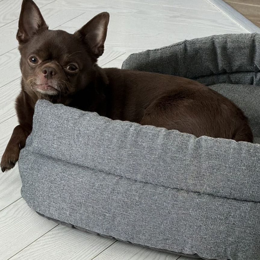 Вязка кобель чихуахуа