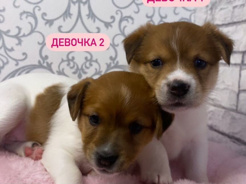 Щенки джек рассел терьер
