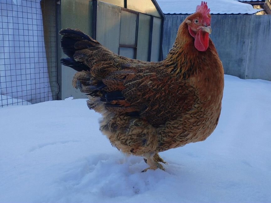 Куры несушки