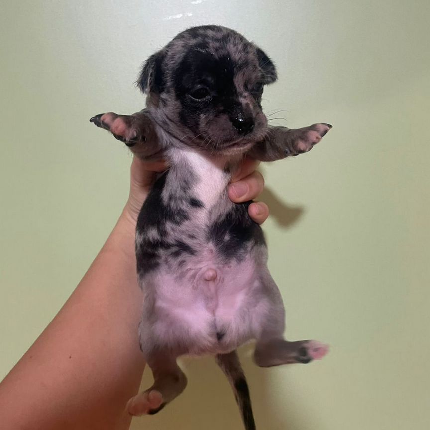 Той терьер мини