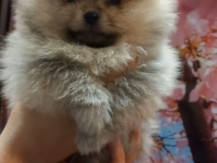 Померанский шпиц тип мишка мини