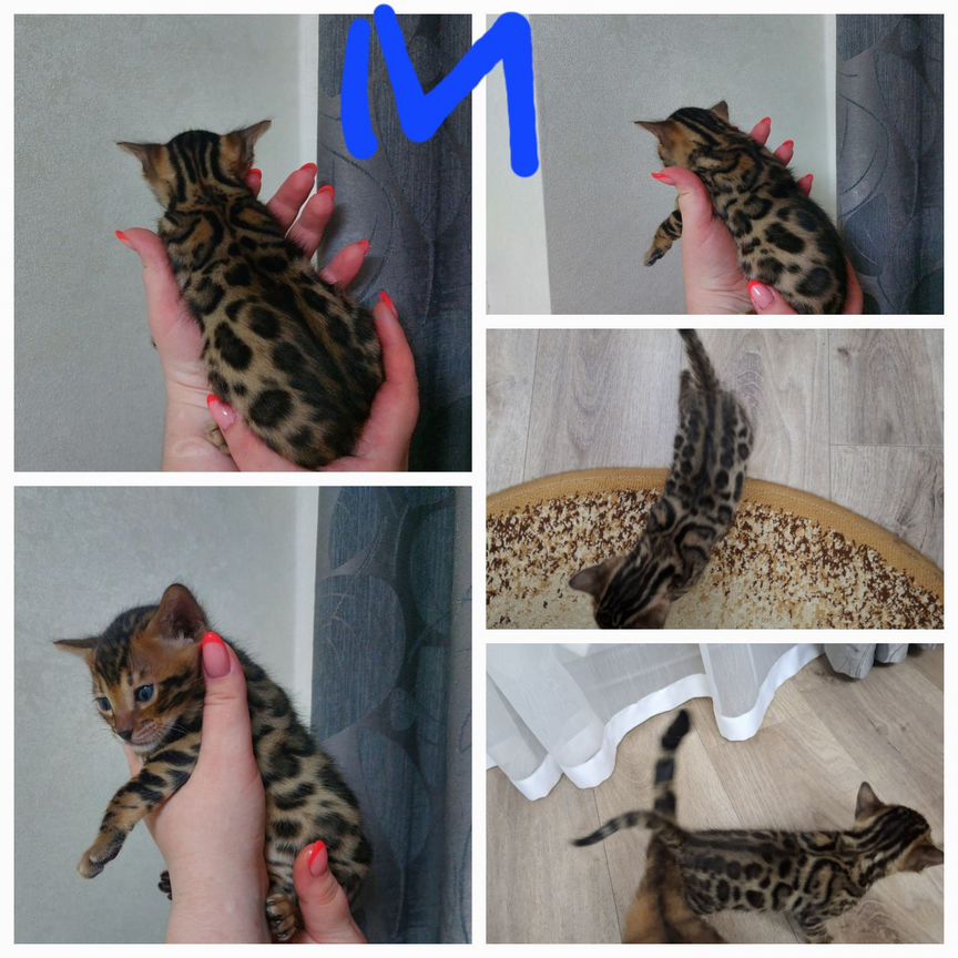 Бенгальские котята