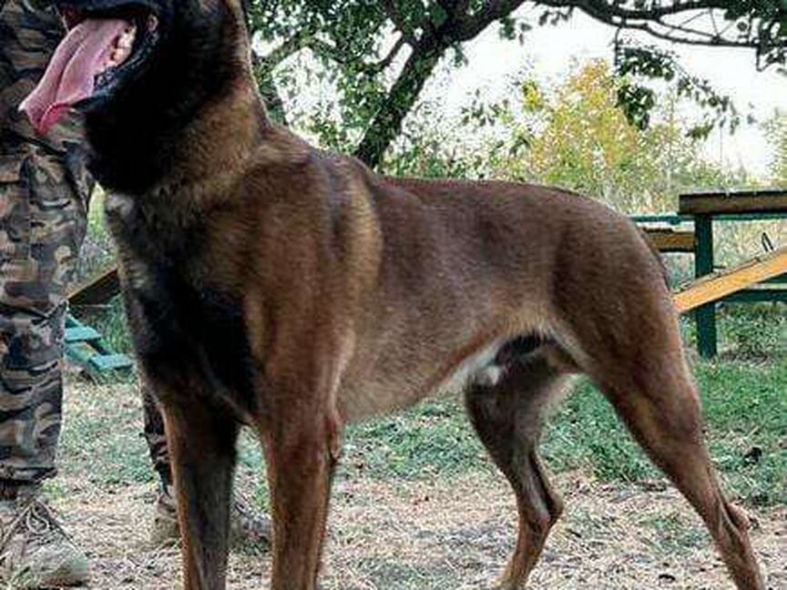 Бельгийская овчарка малинуа