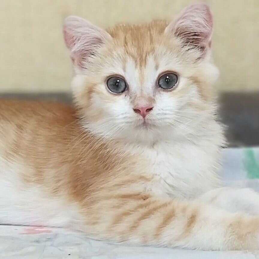 Шотландский прямоухий короткошёрстный котёнок