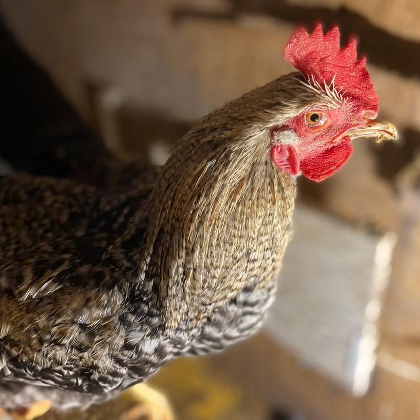 Молодые петухи