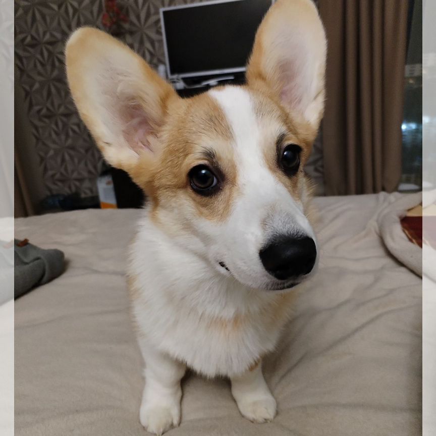 Вельш-корги пемброк мальчик