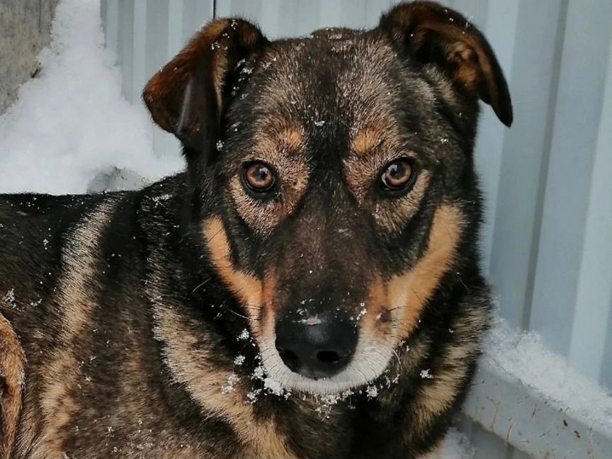 Помогите слепнущей собачке Тинге