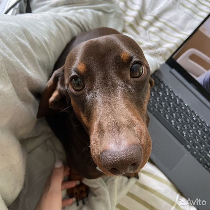 Кроличья такса вязка