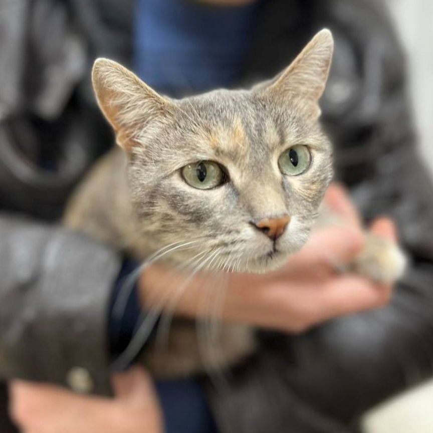 Рита в добрые ручки