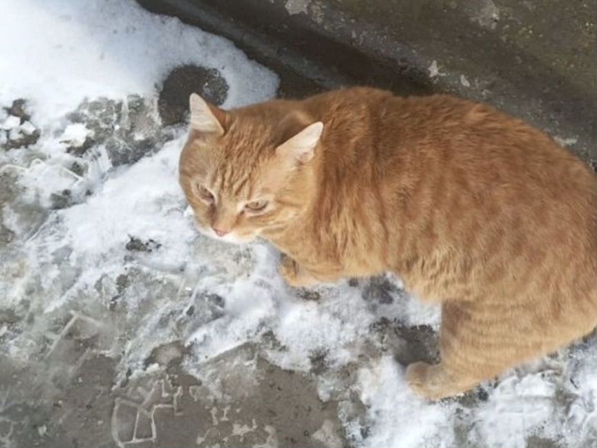 Кот очень ласковый