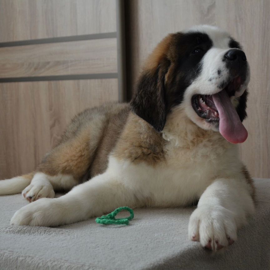 Щенки сербернара