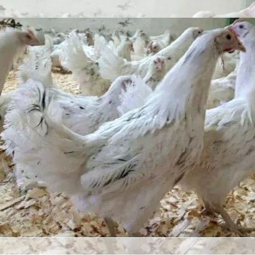 Куры несушки