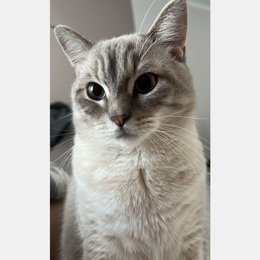 Отдаю кота