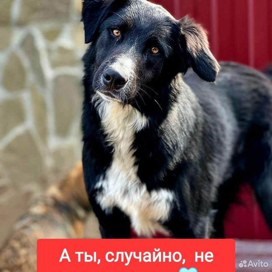 Собака в добрые руки (мальчик)