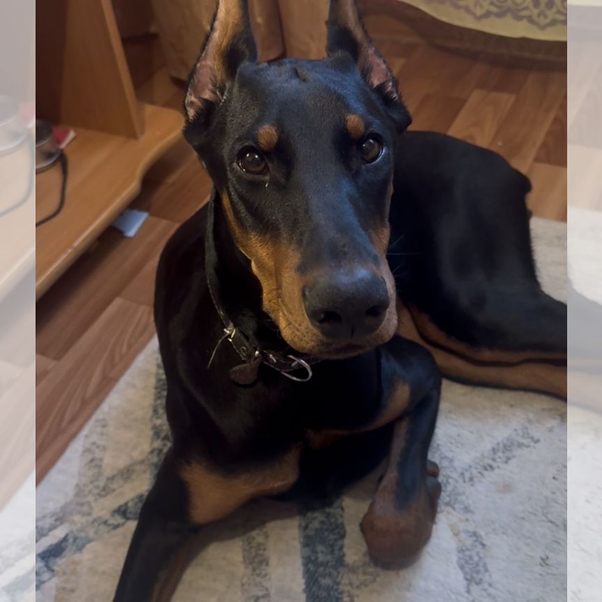 Доберман, щенок