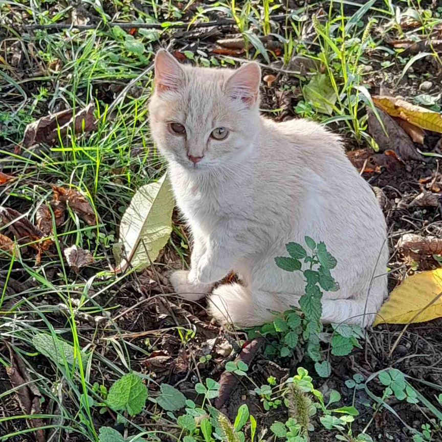 Котёнок девочка