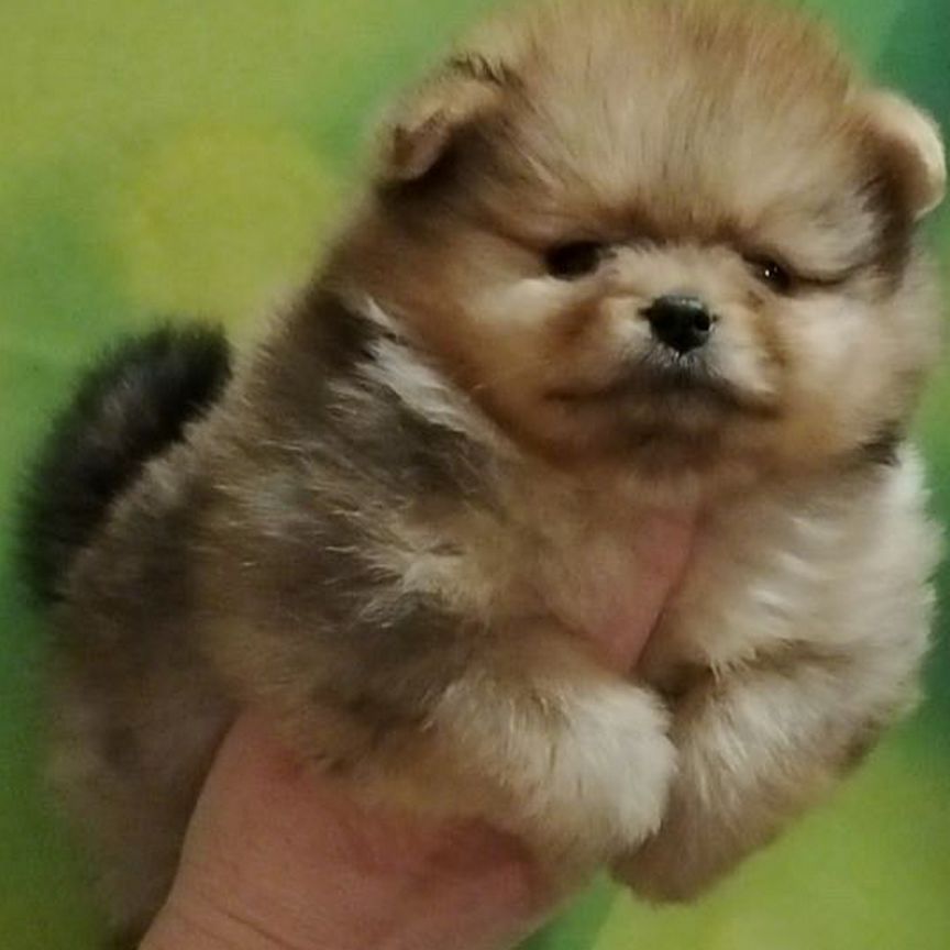 Померанский шпиц, щенок