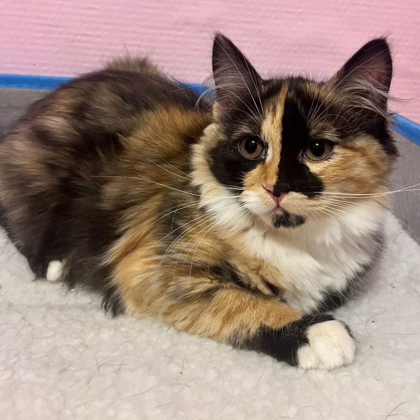 Мейн-кун котёнок