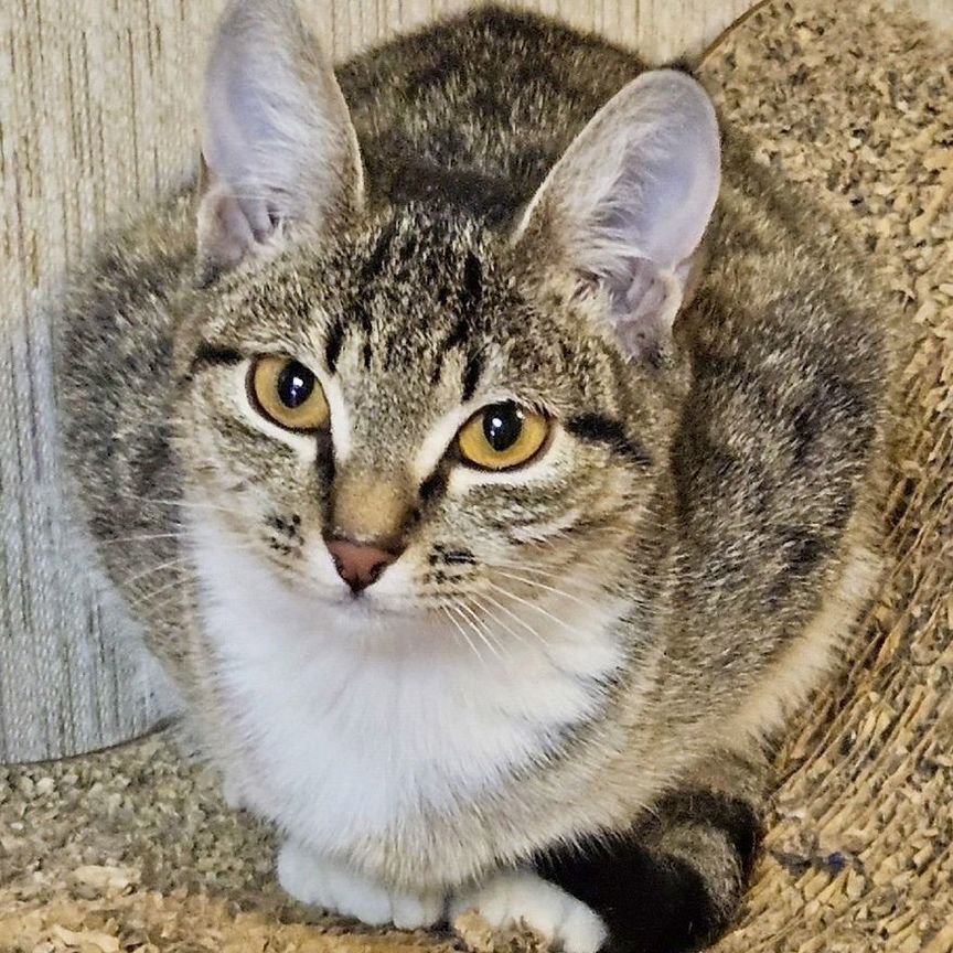 Кошечка, 6 месяцев