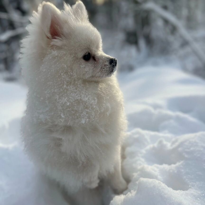 Щенки померанского шпица