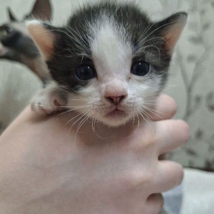 Бесплатно котята сфинкса в добрые руки