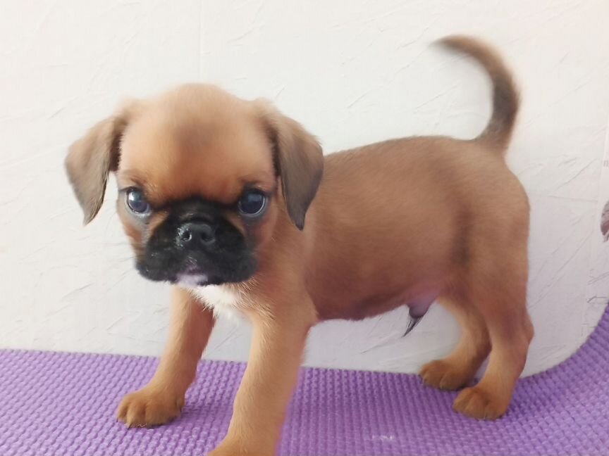 Щенки пти брабансона