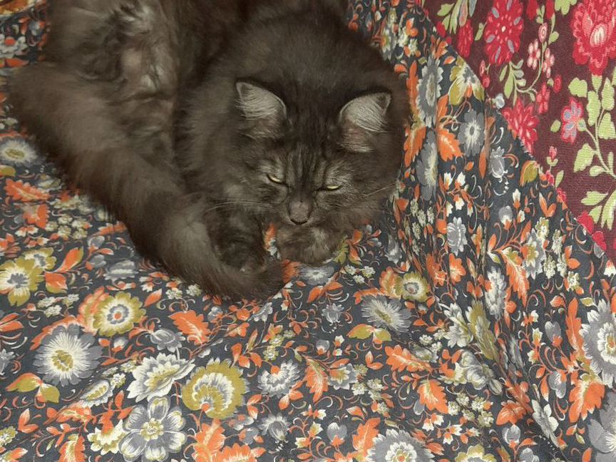 Кот помесь с мейкуном