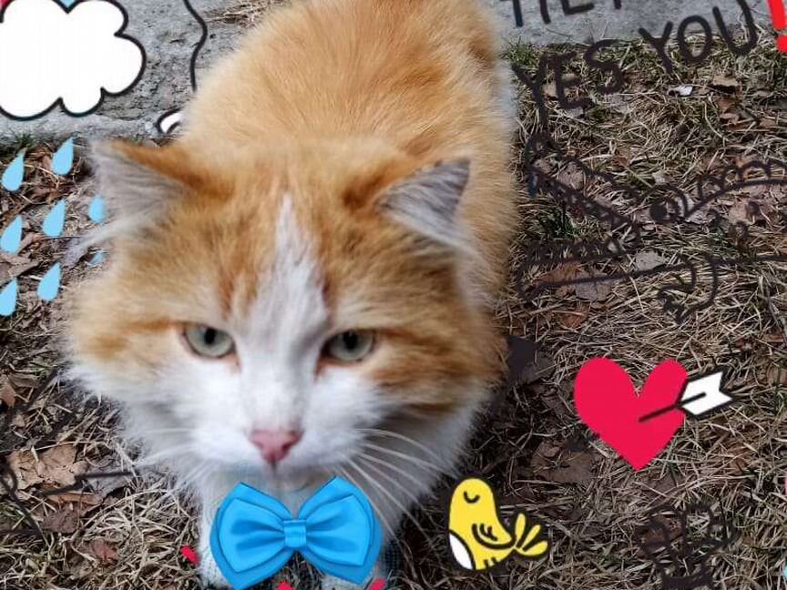 Рыжий пушистый котенок ищет семью