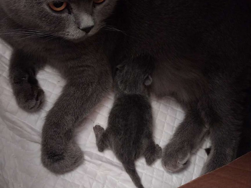 Британские котята
