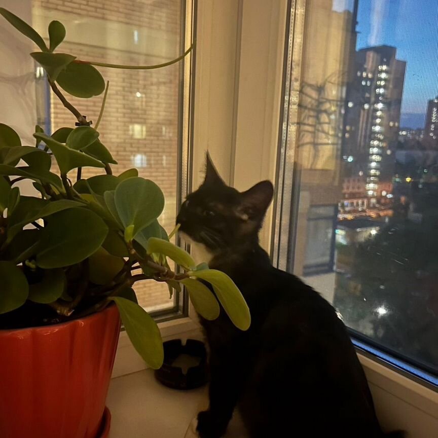 Кошки курильский бобтейл