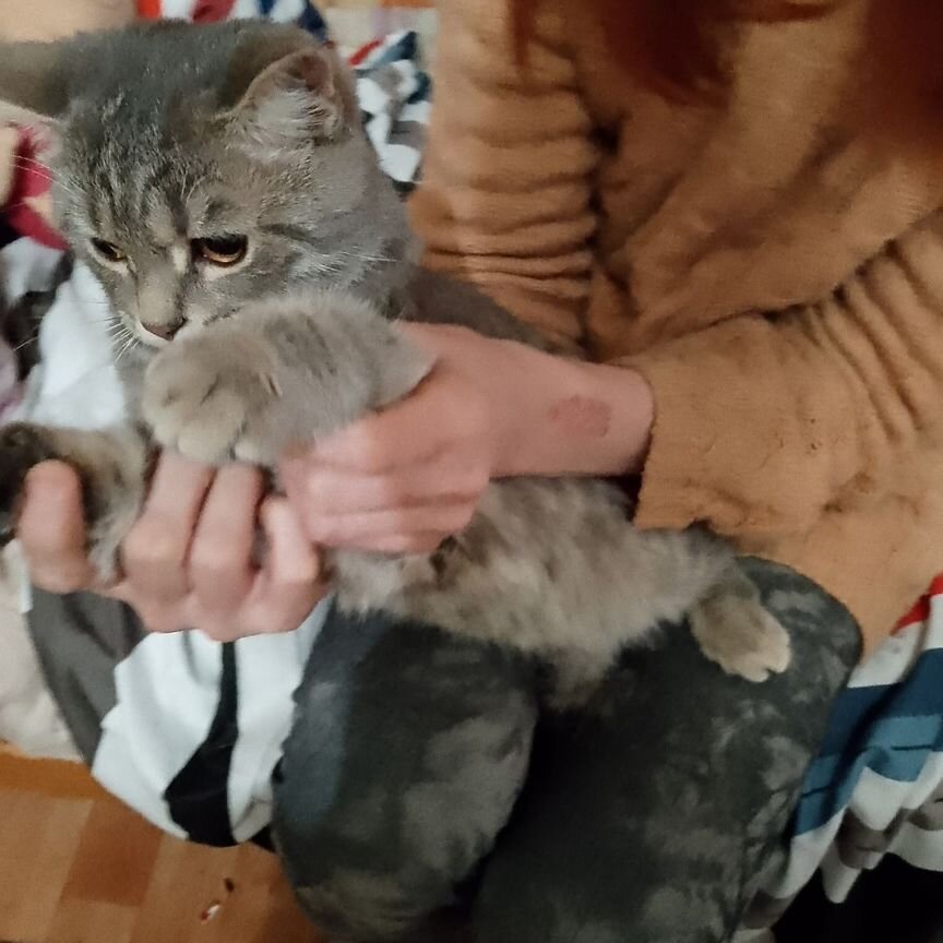 Найден серый кот
