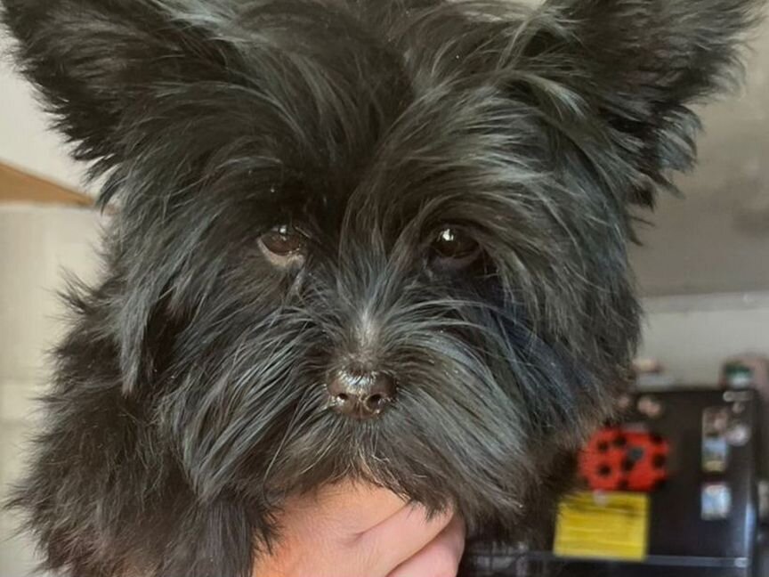 Йоркширский терьер щенки